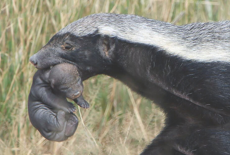 Купить медоеда